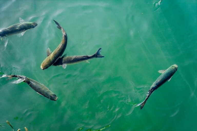 Choosing the Right Fish Farm Cage: A Beginner’s Guide to Cage Types and ...
